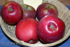 Berner Rosenapfel - BOGL