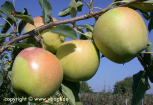 Golden Delicious - BOGL